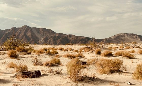 oleander-sunset-banner | Gingko Press